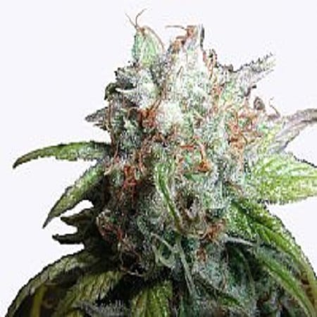Romulan Diesel Feminized Cannabis Seeds by Next Generation Seeds - Sensible Seeds